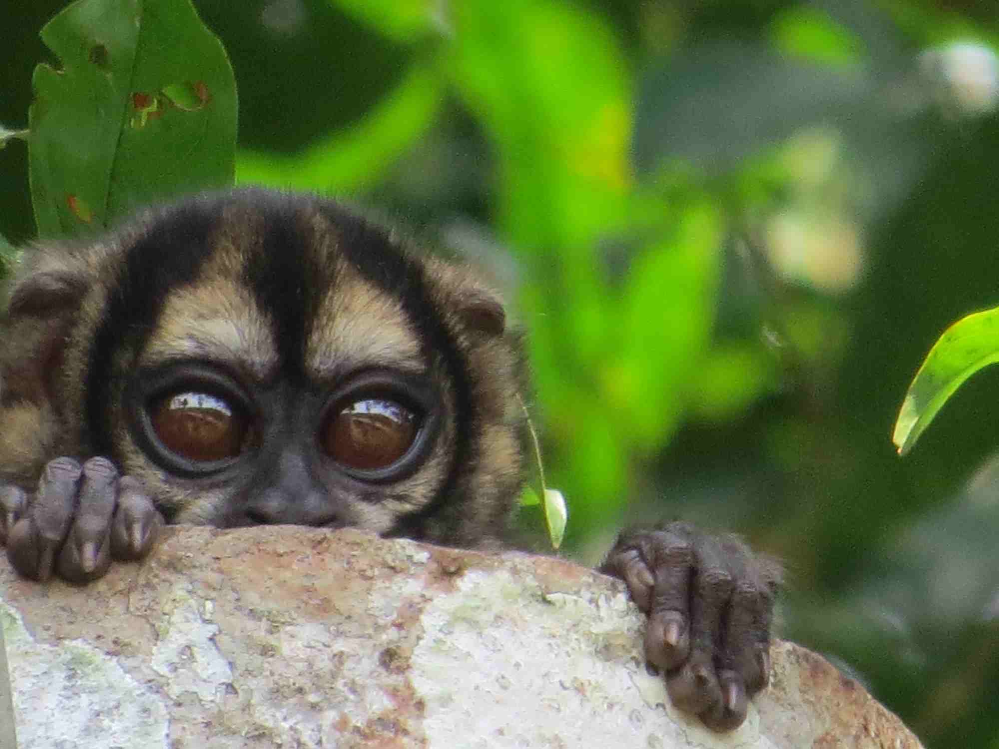 The most affordable Amazon Lodge in Ecuador - Cuyabeno Dolphin Lodge