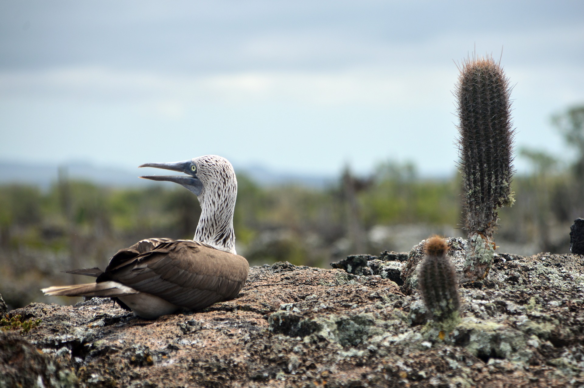 Galapagos Wildlife - GALAPAGOS CONNOISSEUR